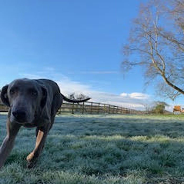 Paws For Pleasure | Secure Dog Exercising, Exeter, Crediton and Tiverton