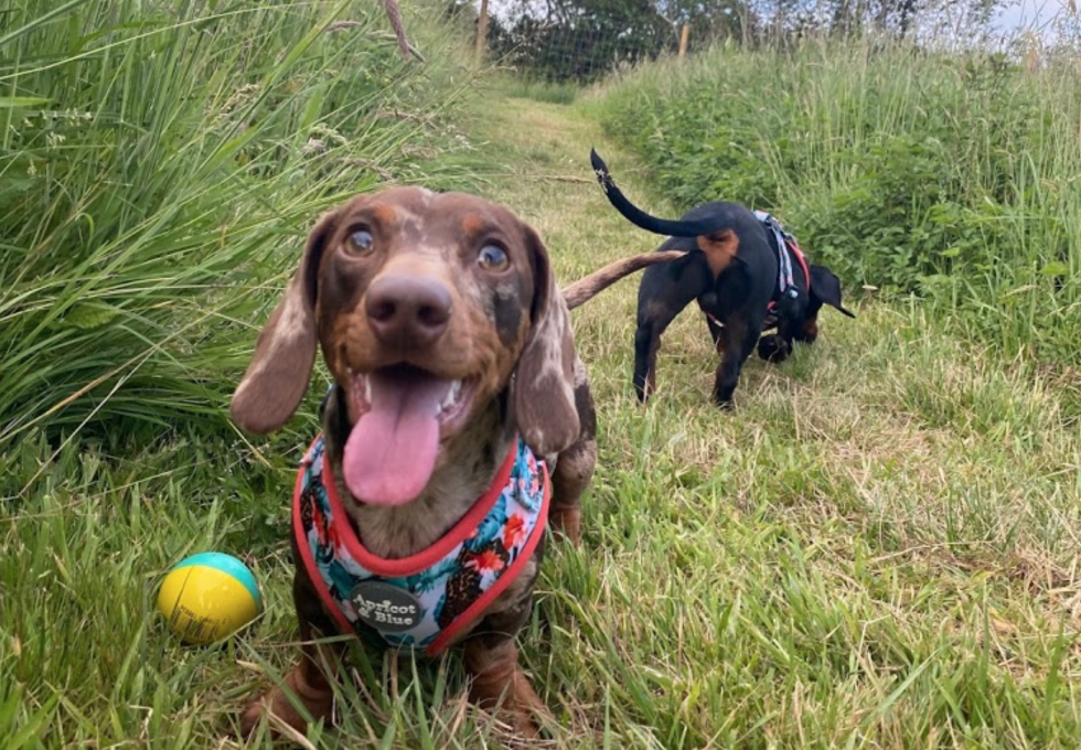 Paws For Pleasure | Secure Dog Exercising, Exeter, Crediton and Tiverton