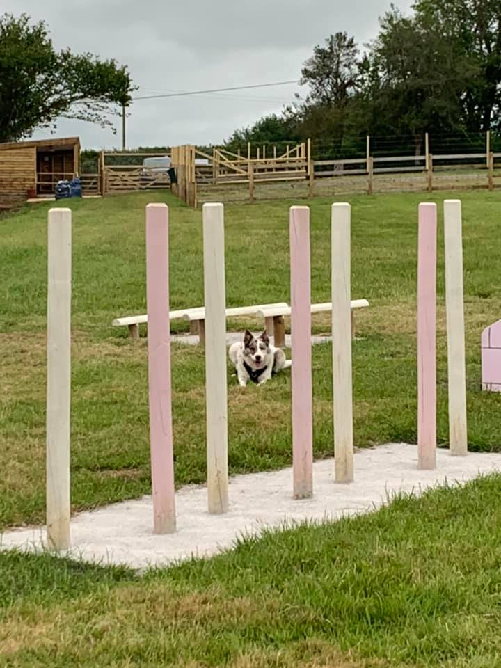 Paws For Pleasure | Secure Dog Exercising, Exeter, Crediton and Tiverton