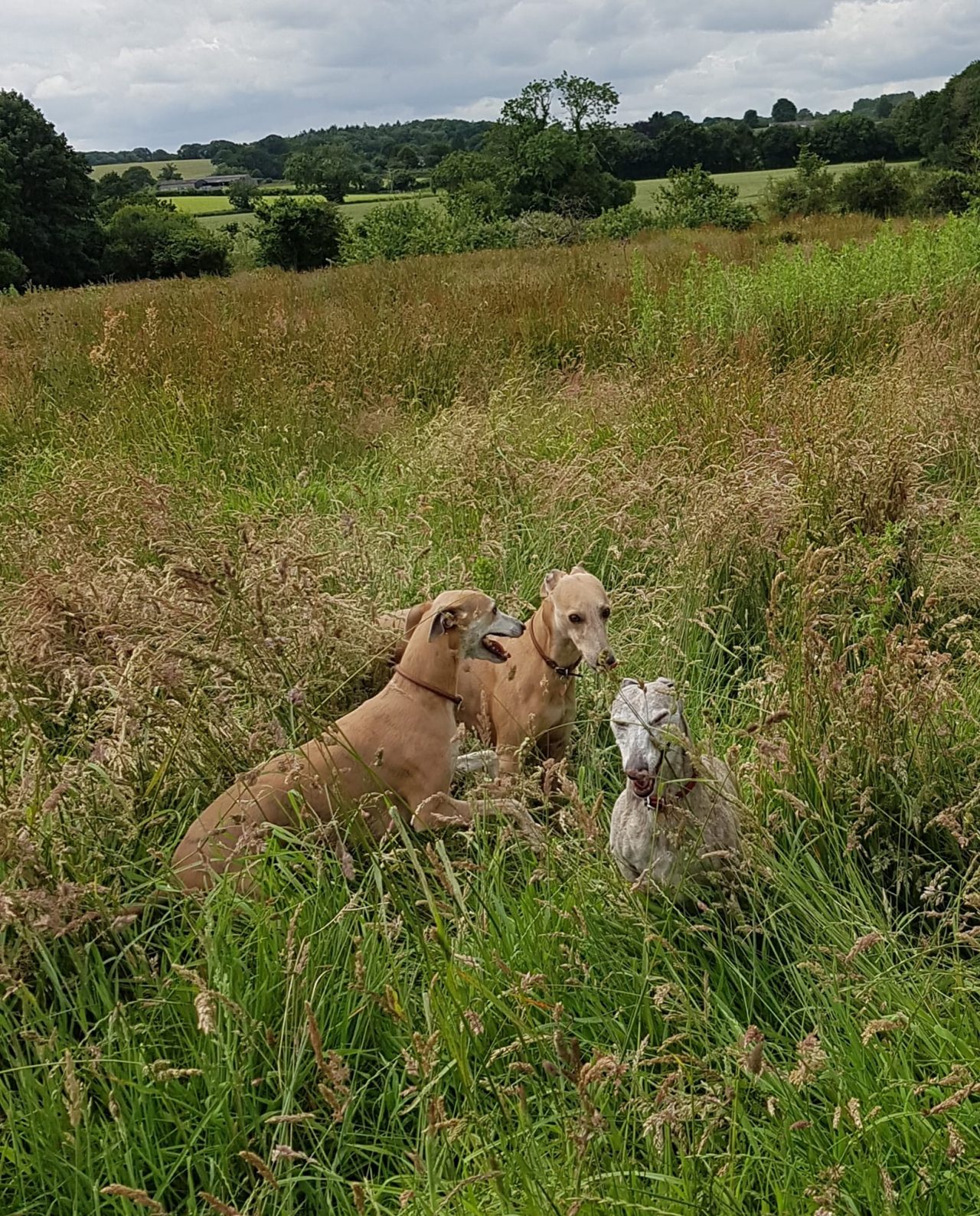 Paws For Pleasure | Secure Dog Exercising, Exeter, Crediton and Tiverton