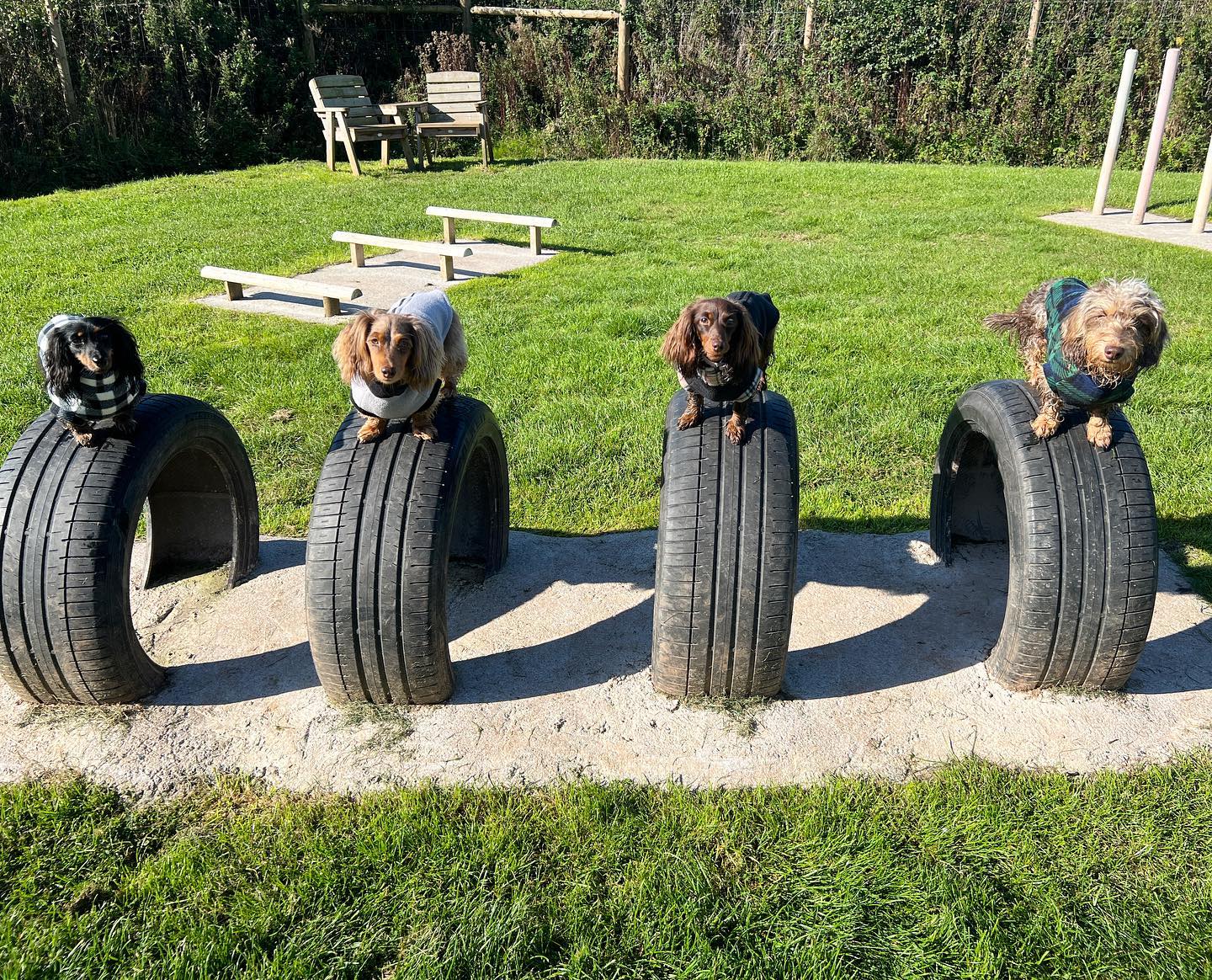 Paws For Pleasure | Secure Dog Exercising, Exeter, Crediton and Tiverton