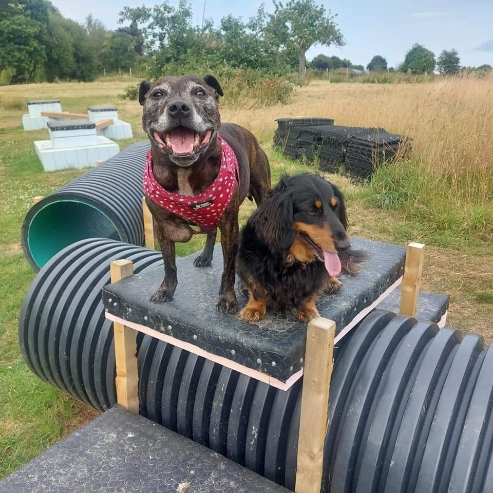 Paws For Pleasure | Secure Dog Exercising, Exeter, Crediton and Tiverton